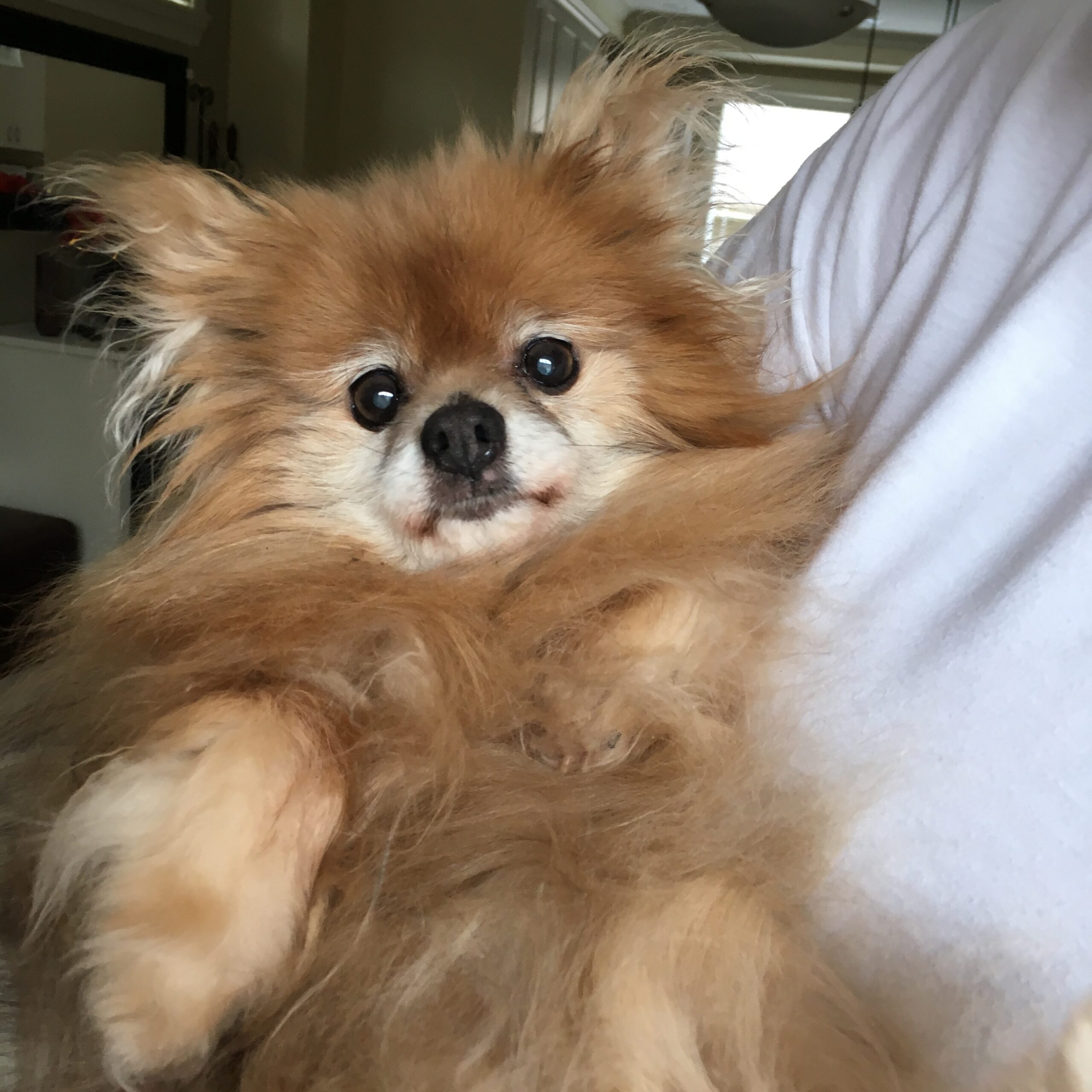 10 Low Shedding Dog Breeds We Love