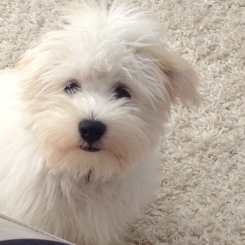 About the Coton de Tulear aka Coton