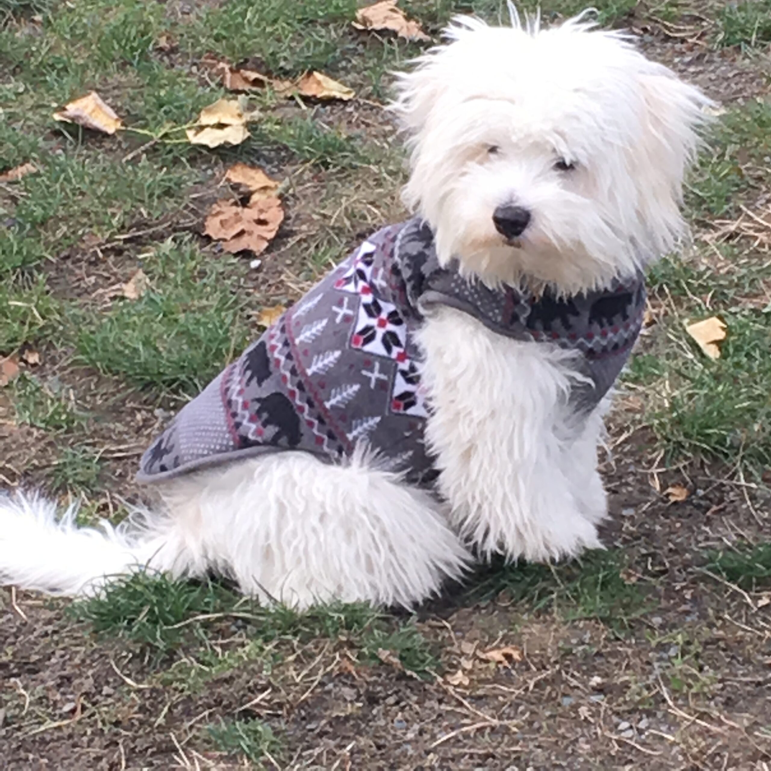 A Guide to Caring for a Coton de Tulear Dog's Coat