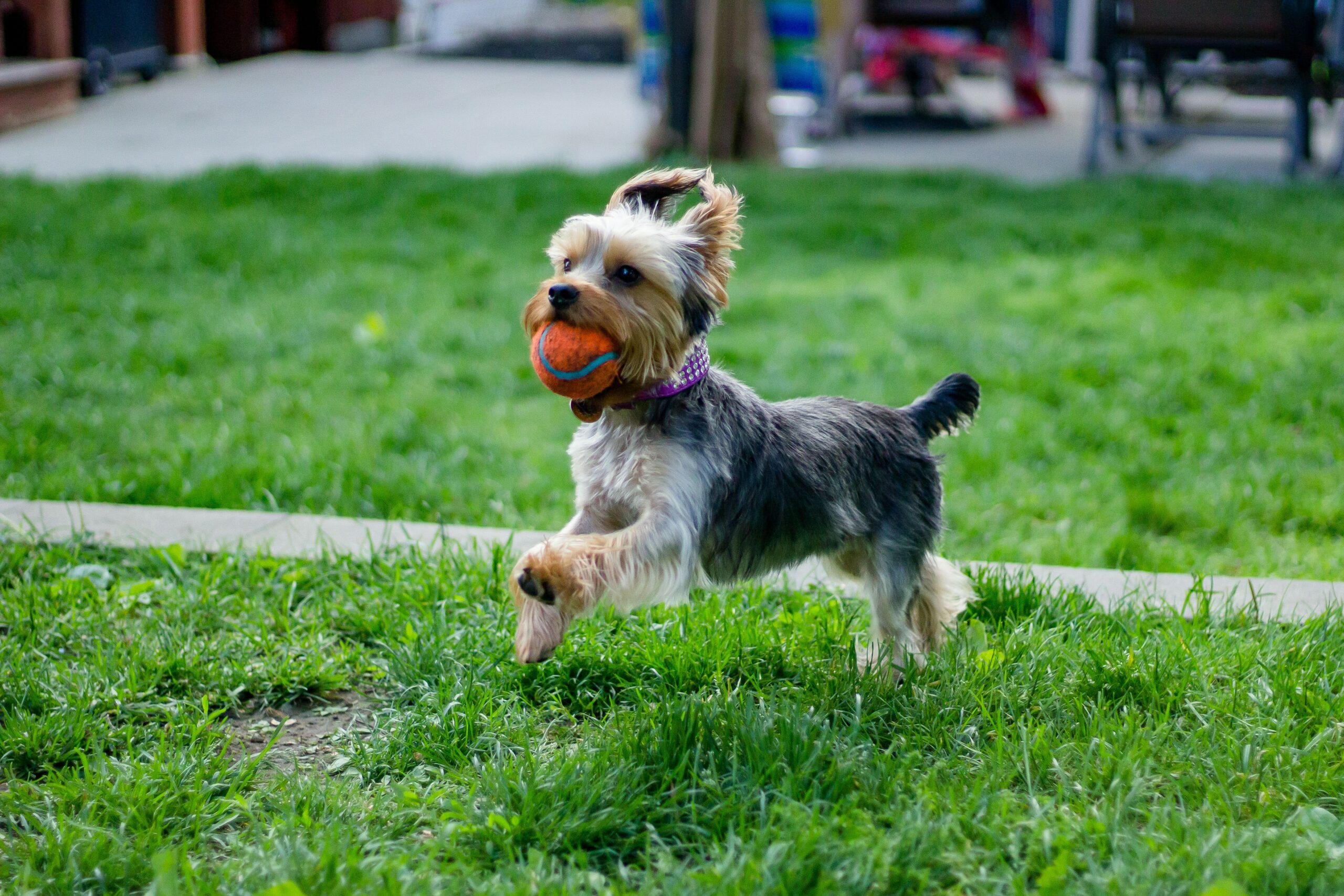 How To Teach Your Rescue Dog To Play 