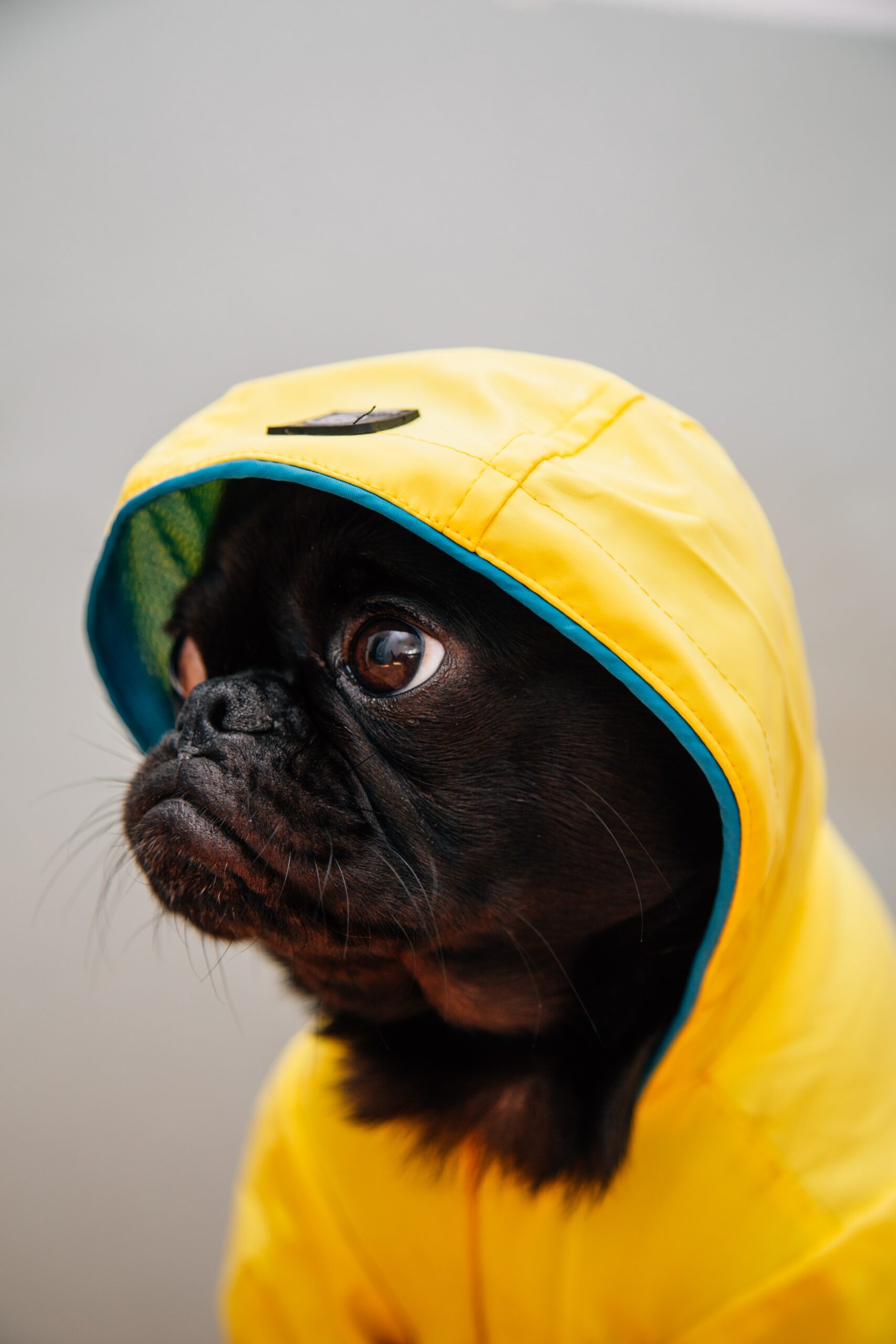 Curb Aggressive Behavior Towards Other Dogs Curb Aggressive Behavior Towards Other Dogs