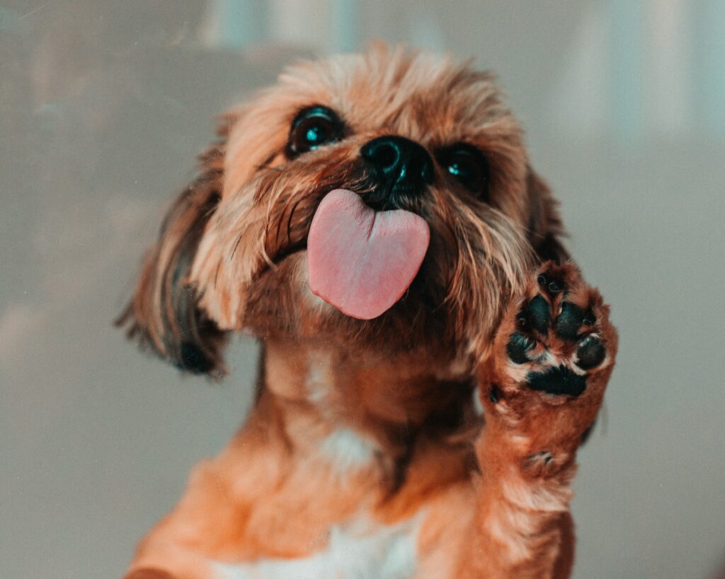 5 Annoying Dog Habits and How to Stop Them