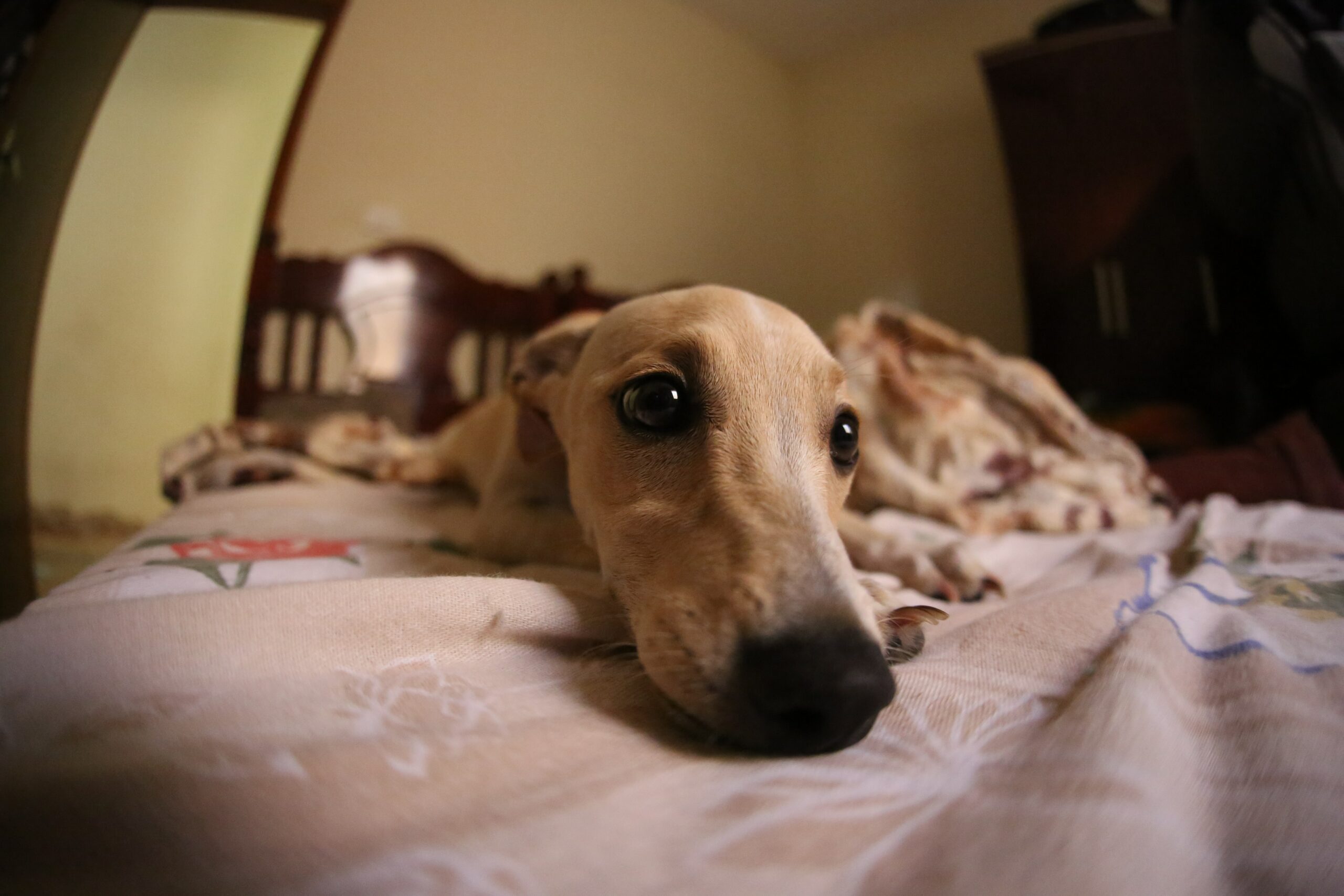 Are Greyhounds Good Family Dogs