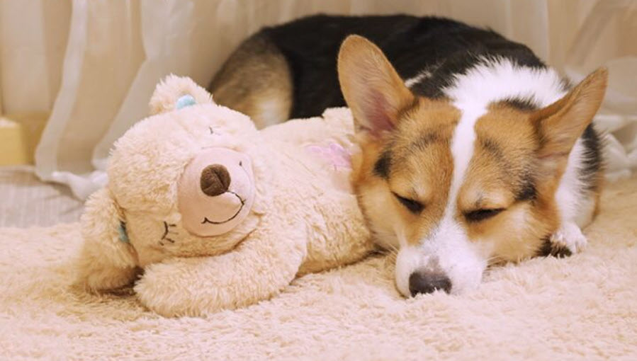 How to Help Your Dogs Joint Pain Naturally