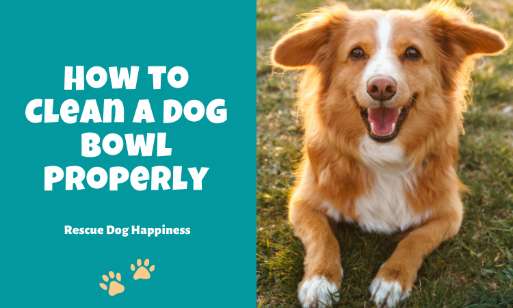 How to Clean a Dog Bowl Properly Step by Step