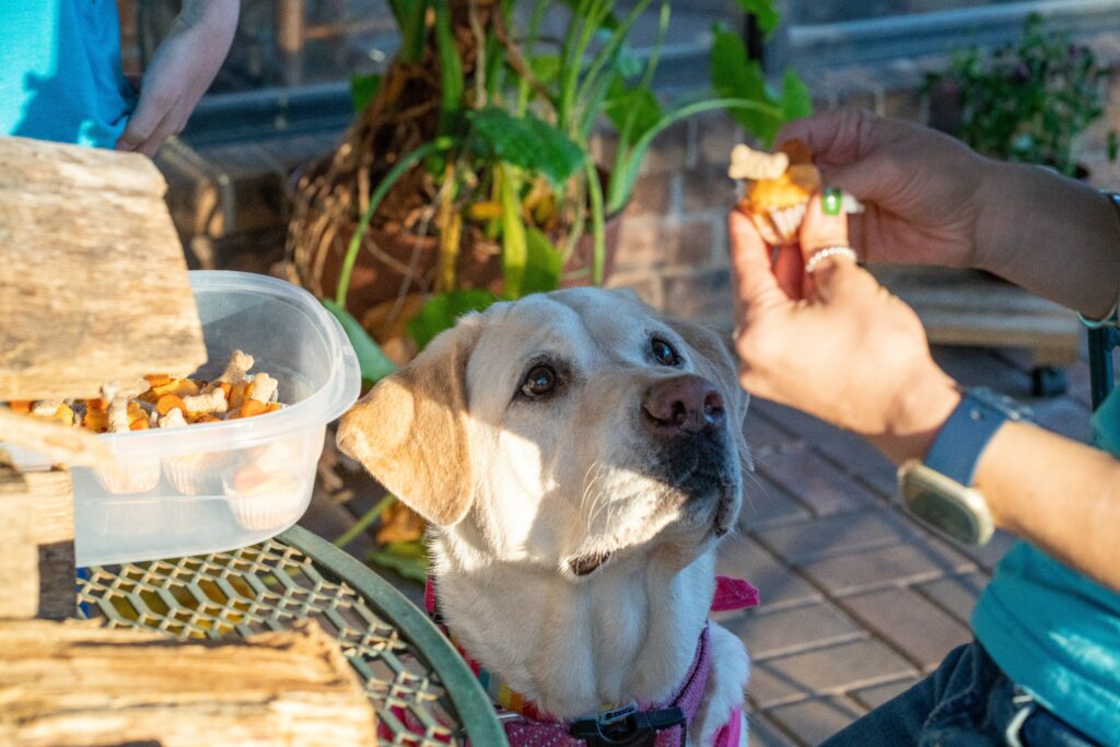 Can Dogs Eat Honeydew Melon? Understanding the Benefits and Risks