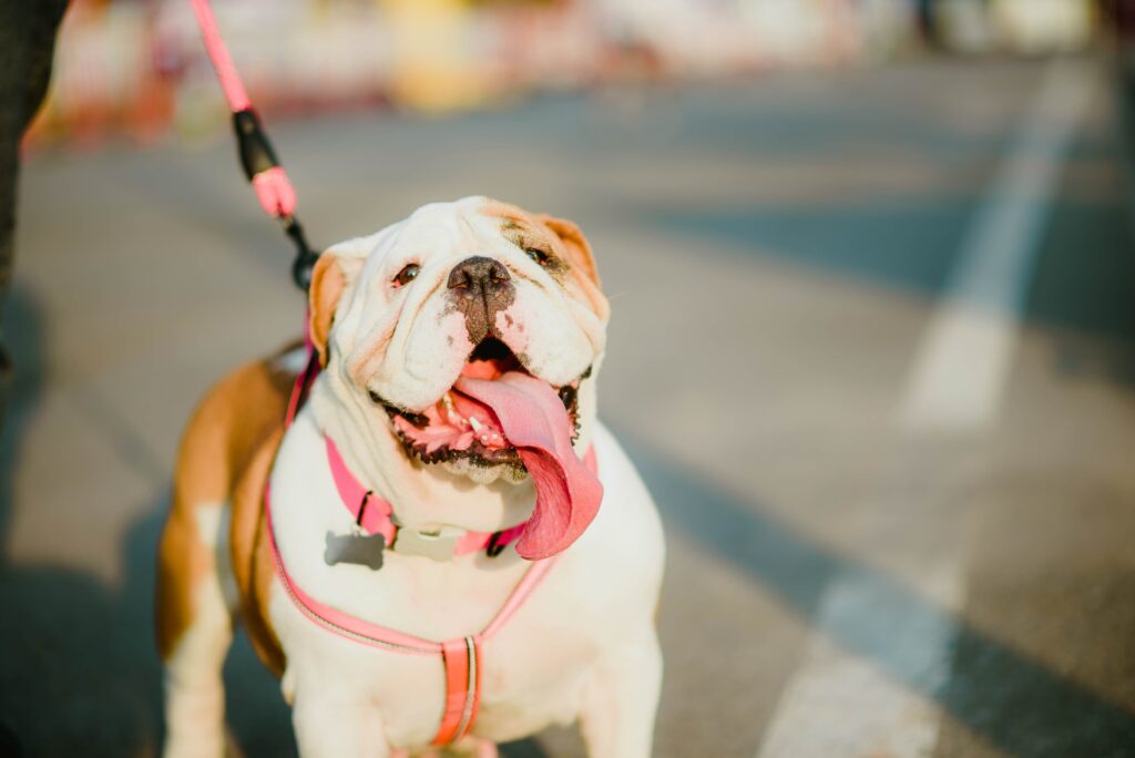 The Ideal Dog-Walking Duration - Perfect Dog Exercise Balance