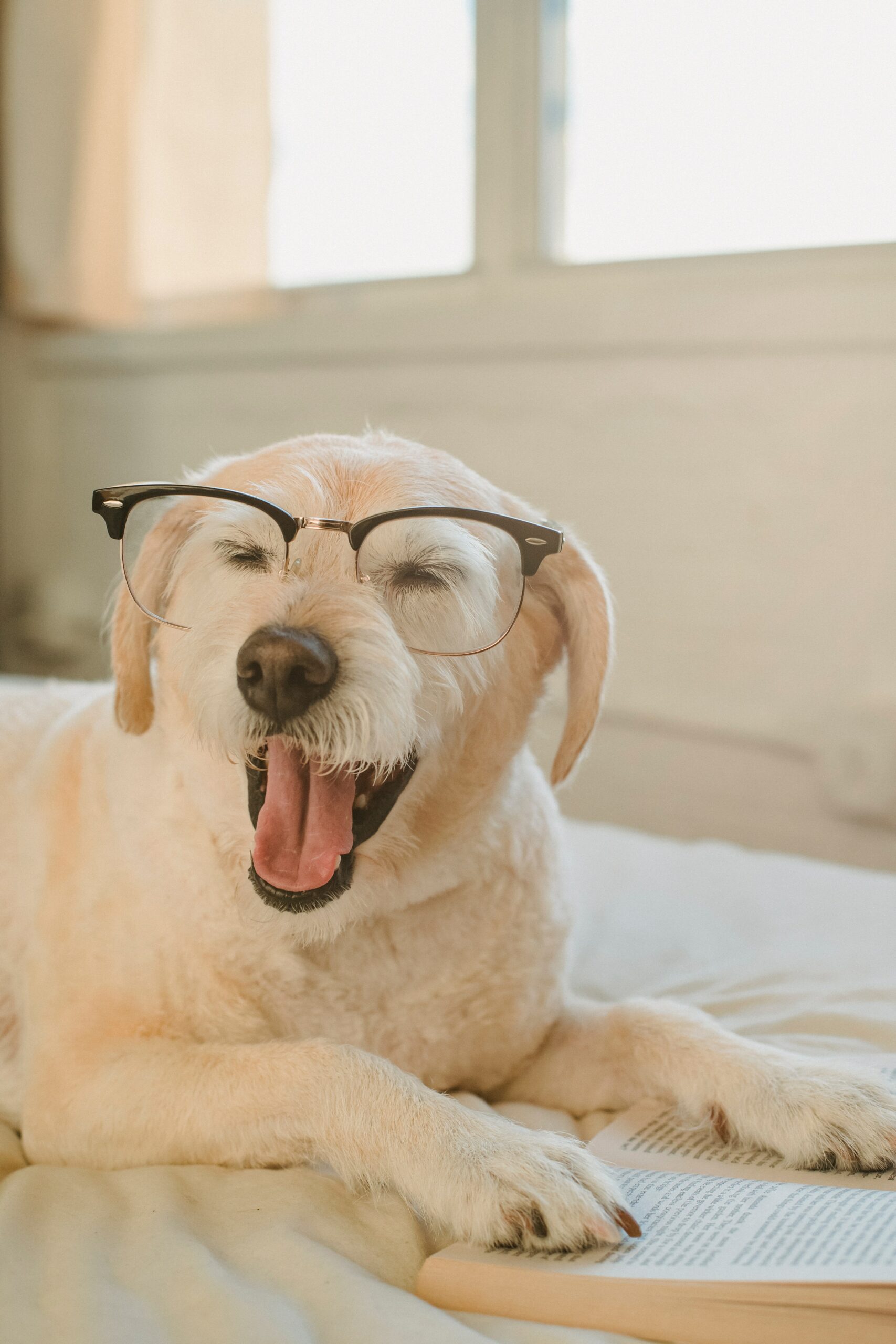 Understanding Adopted Dog Body Language Happy or Aggressive?