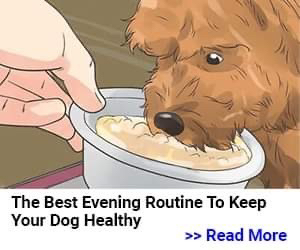 What to Do If Your Dog Has Razor Burn After Grooming