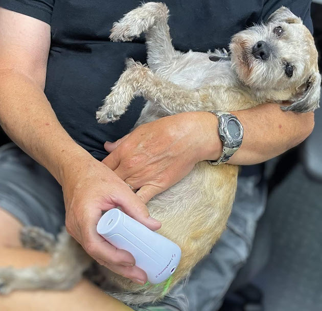 LumaSoothe LED Light Therapy for Pets at Home